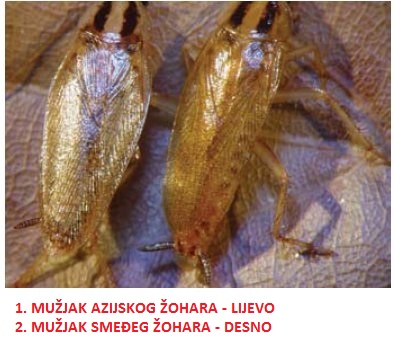 Azijski žohar (Blattella asahinai)